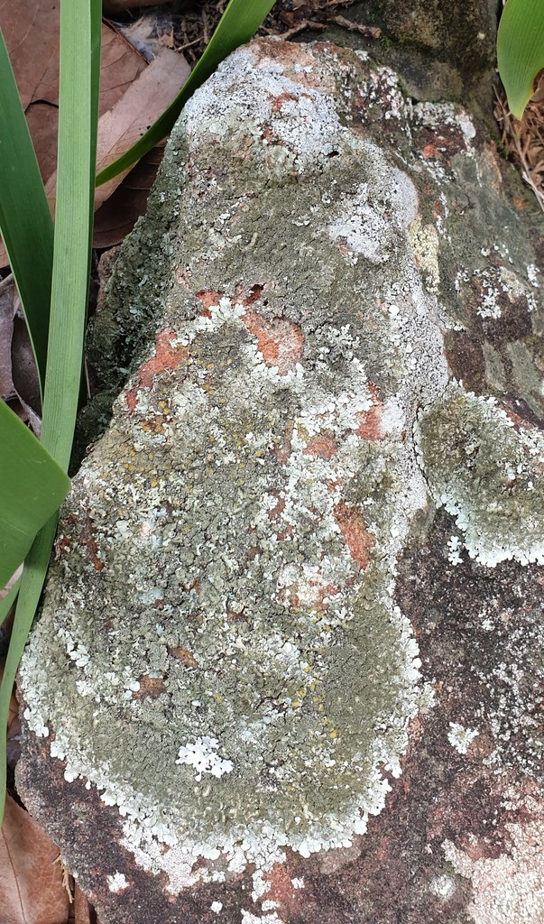 Lichens The Royal Botanic Garden Sydney