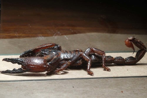 Pandinus viatoris · iNaturalist