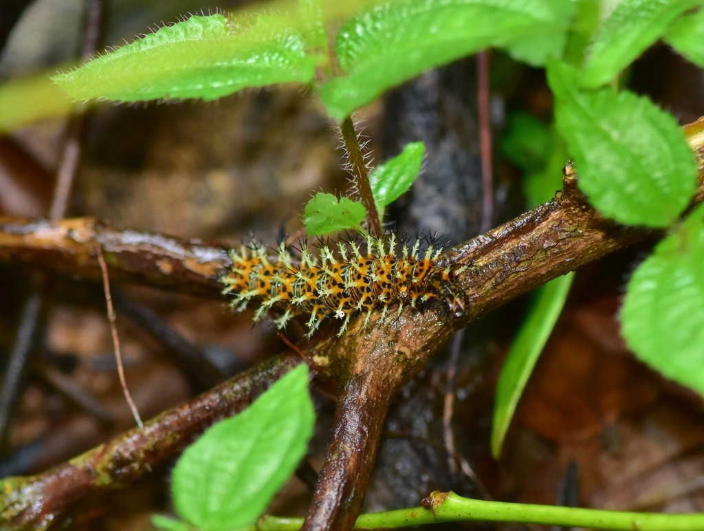 Blue Admiral from Erumeli on June 5, 2020 at 12:06 PM by Renjith Jacob ...