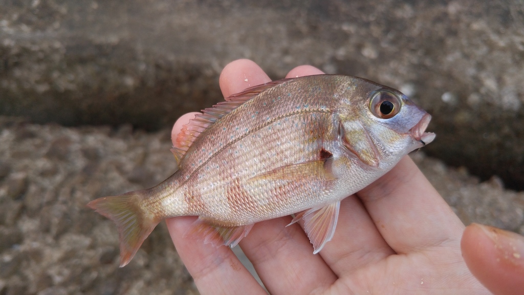 Red Seabream (Pagrus major) - Marine Life Identification