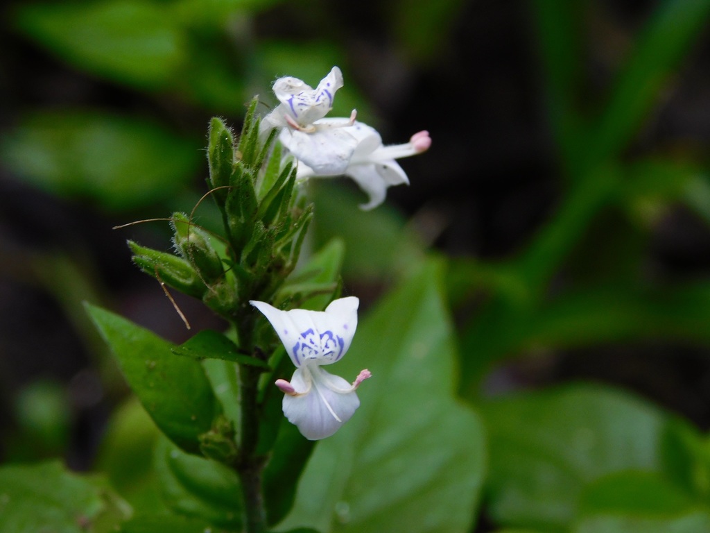 White Ribbon Flower from Herolds Bay, South Africa on June 4, 2020 at ...