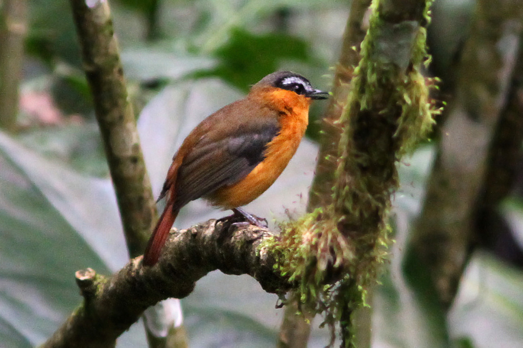 Gray-winged Robin-Chat (Birds of Kenya) · iNaturalist