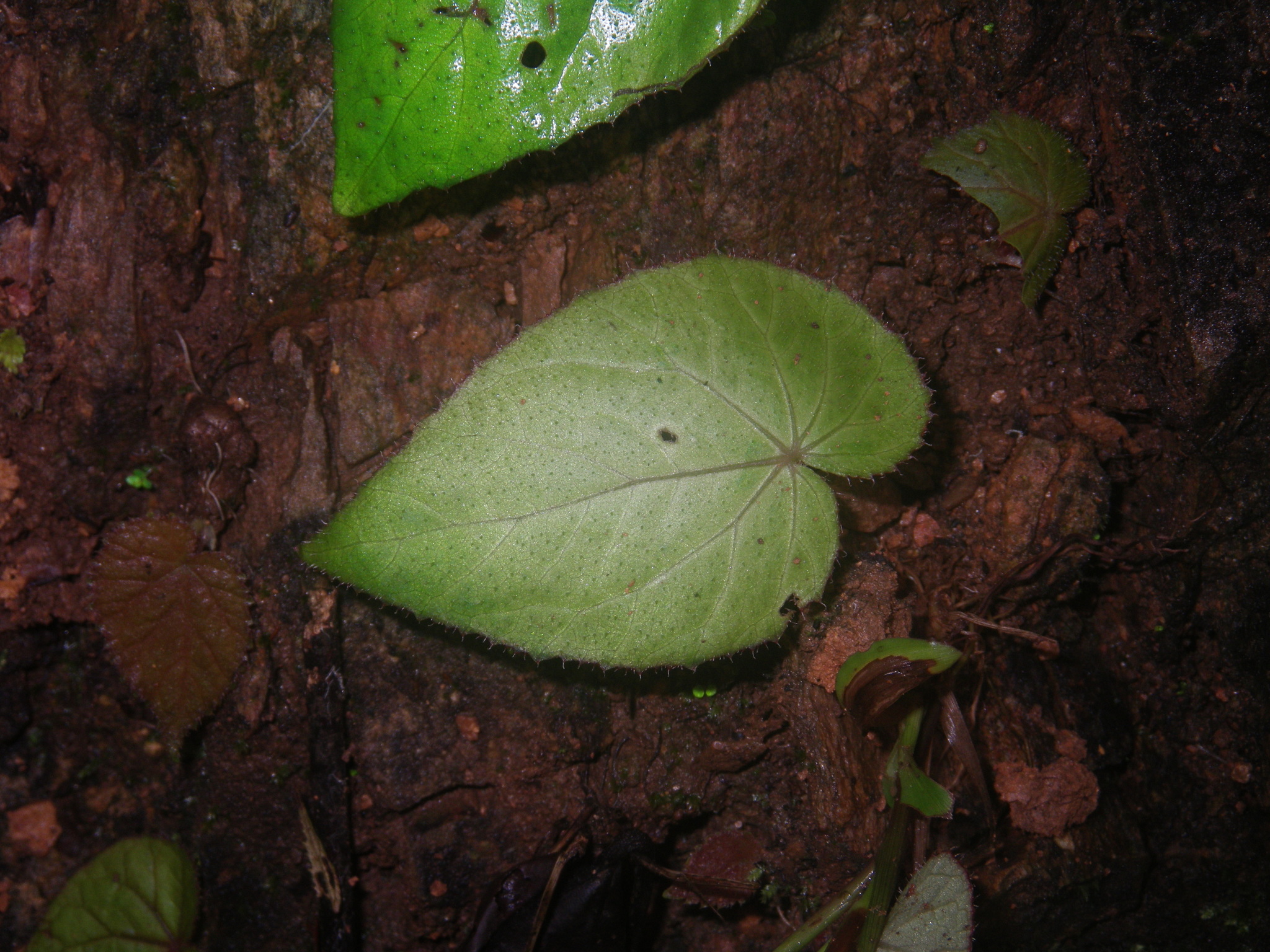 Begonia handelii Irmsch.