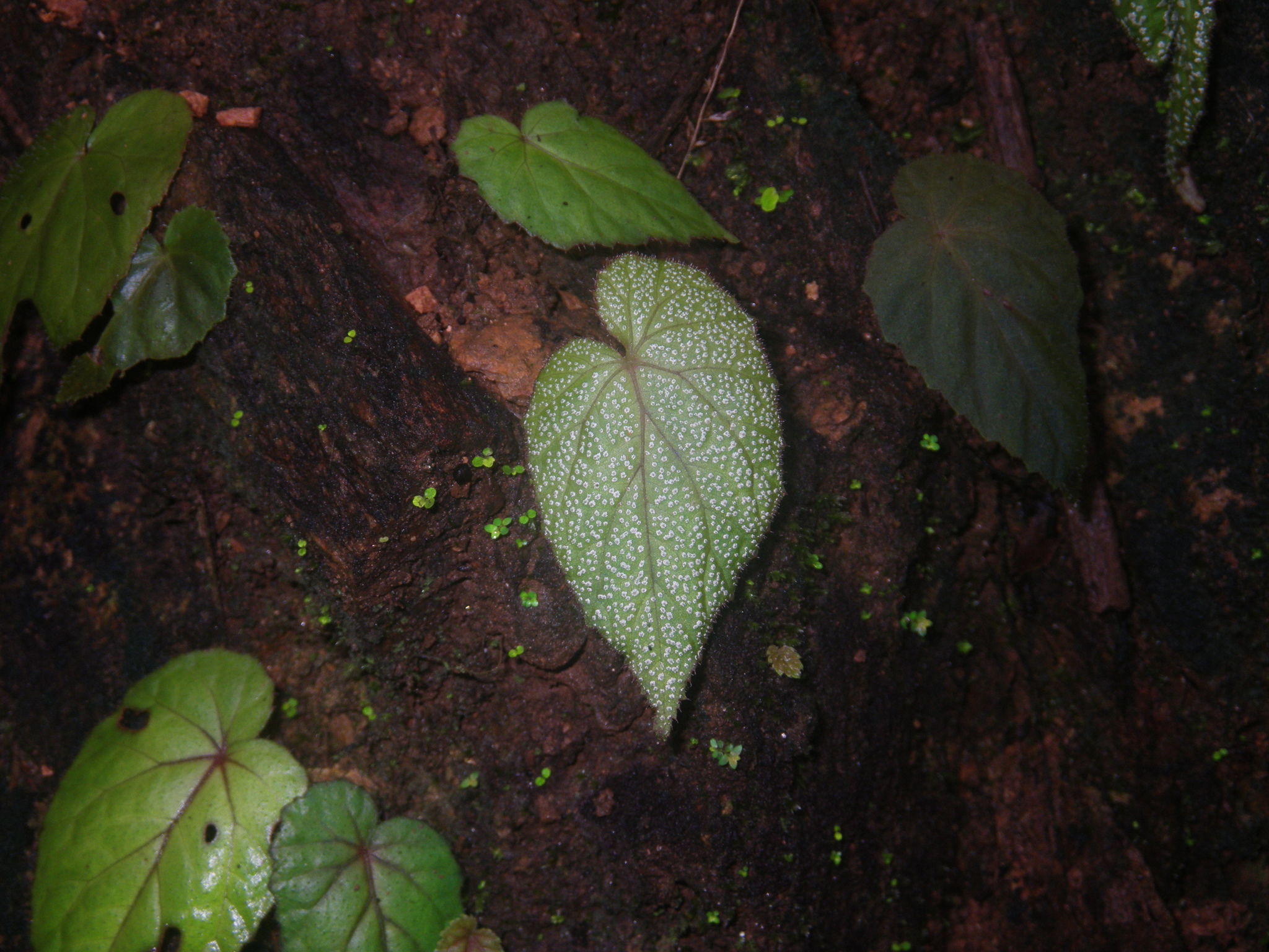 Begonia handelii Irmsch.