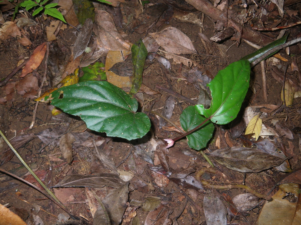 Begonia handelii prostrata from K'Bang District, Gia Lai, Вьетнам on ...