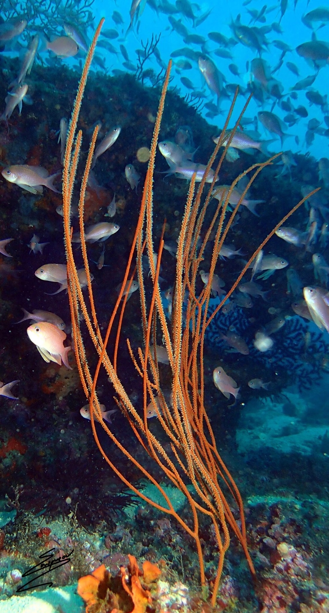 Ellisella paraplexauroides Stiasny, 1936