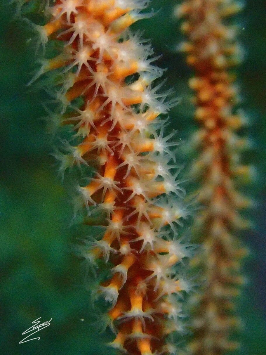 Ellisella paraplexauroides Stiasny, 1936