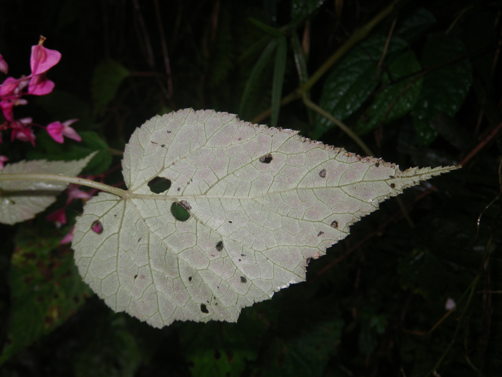 (Begonia alveolata) - Botanical Realm