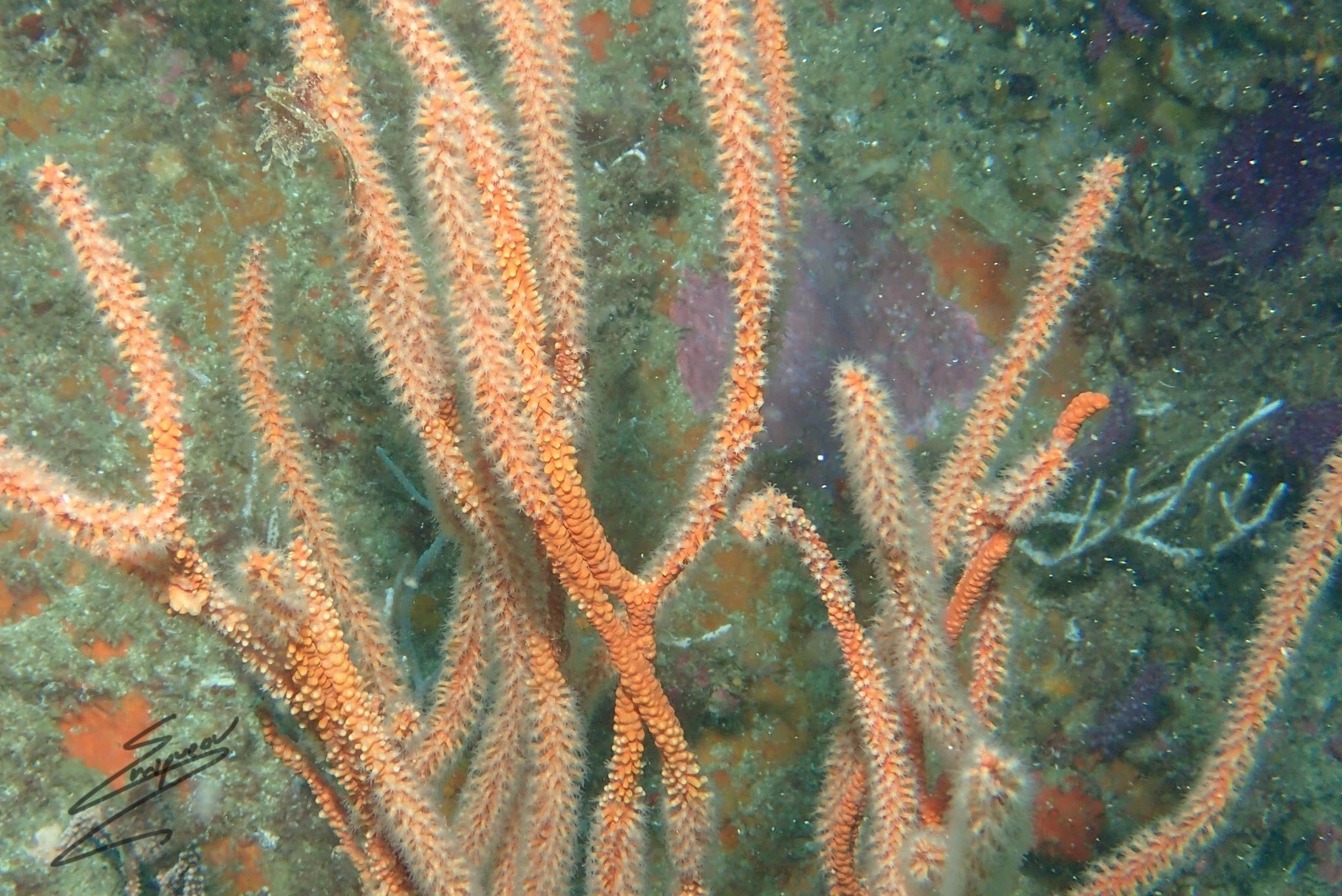 Ellisella paraplexauroides Stiasny, 1936