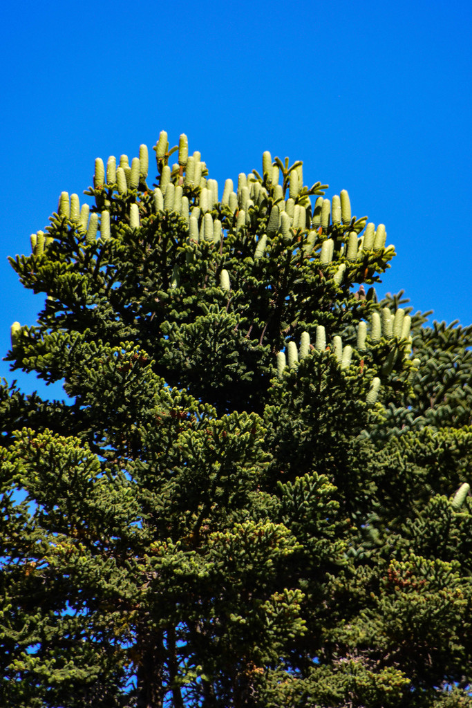 Moroccan Fir (Abies pinsapo marocana) - Botanical Realm