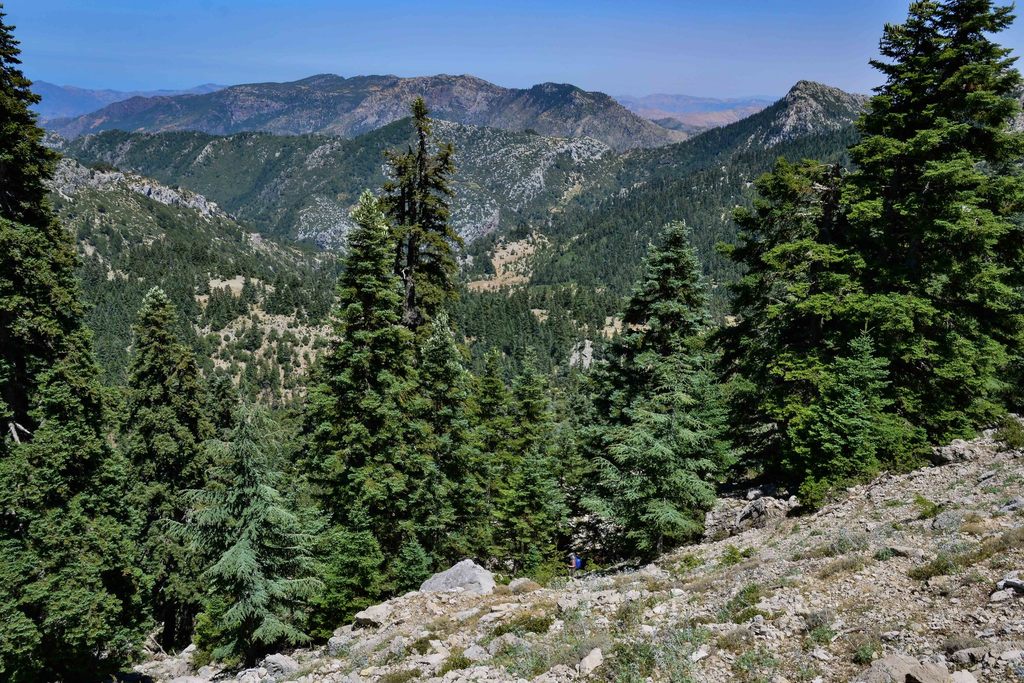 Moroccan Fir (Abies pinsapo marocana) - Botanical Realm