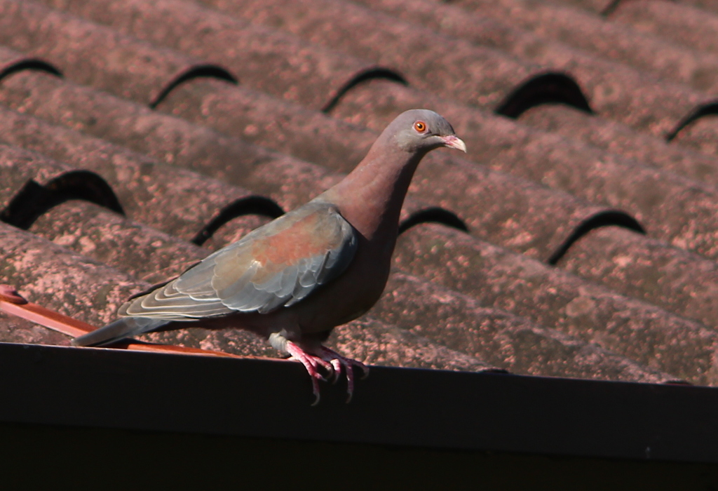 Red-billed Pigeon (Patagioenas flavirostris) - Avian Discovery