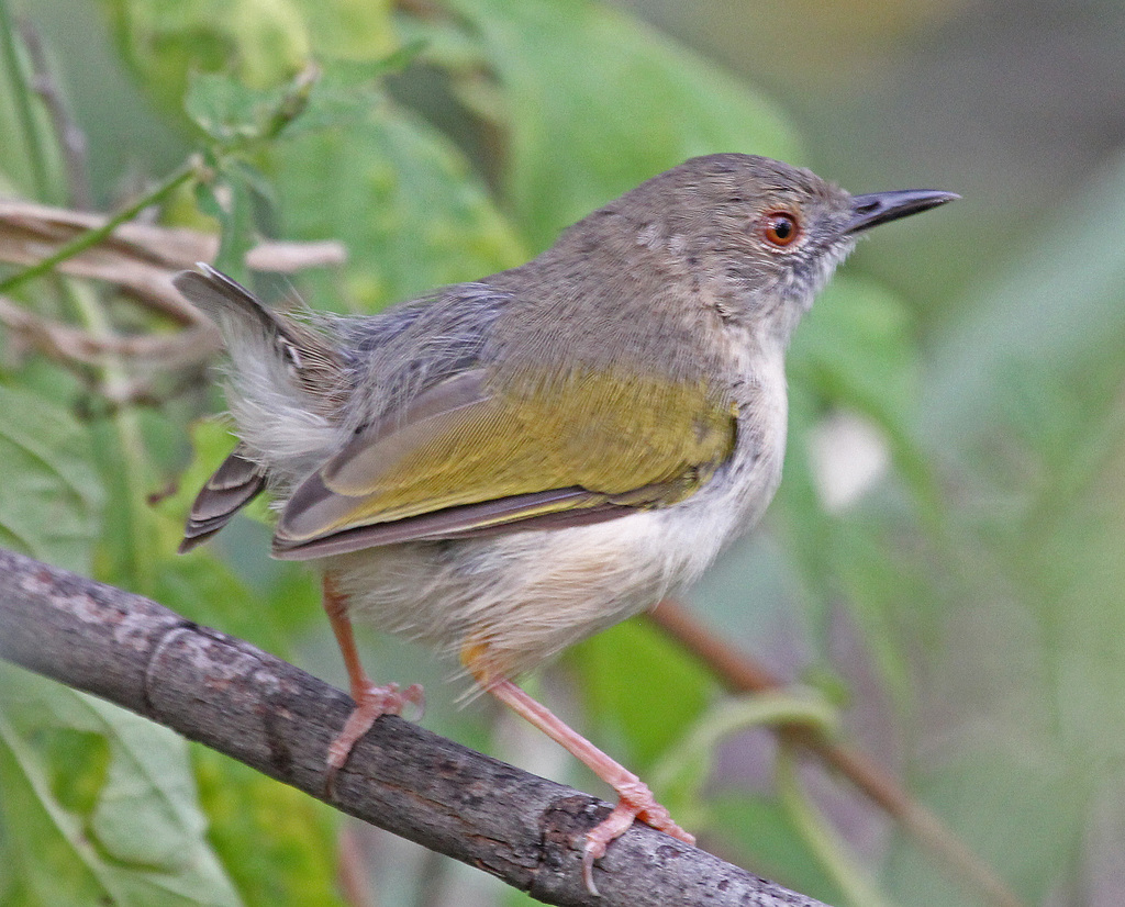 Grey-backed Camaroptera (Birds In Or Over My Compound, Gambia ...