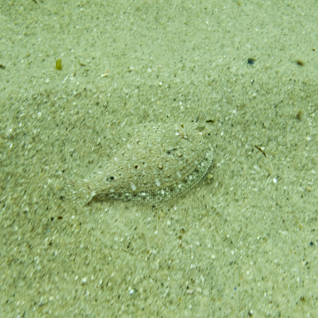 Large-tooth Flounders (Paralichthyidae) - Marine Life Identification