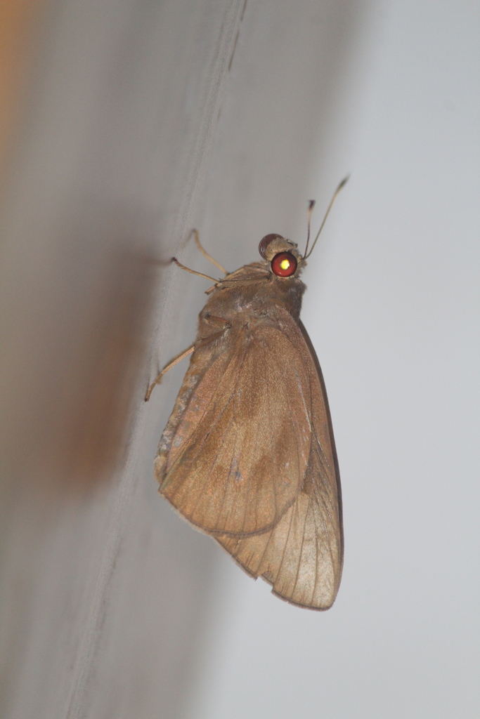 Rounded Palm-redeye from Kengeri Satellite Town, Bengaluru, Karnataka ...