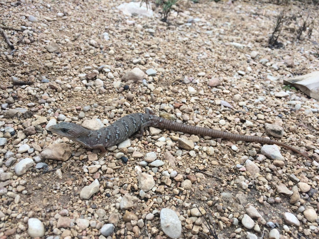 Texas Alligator Lizard from Val Verde County, TX, USA on November 5 ...