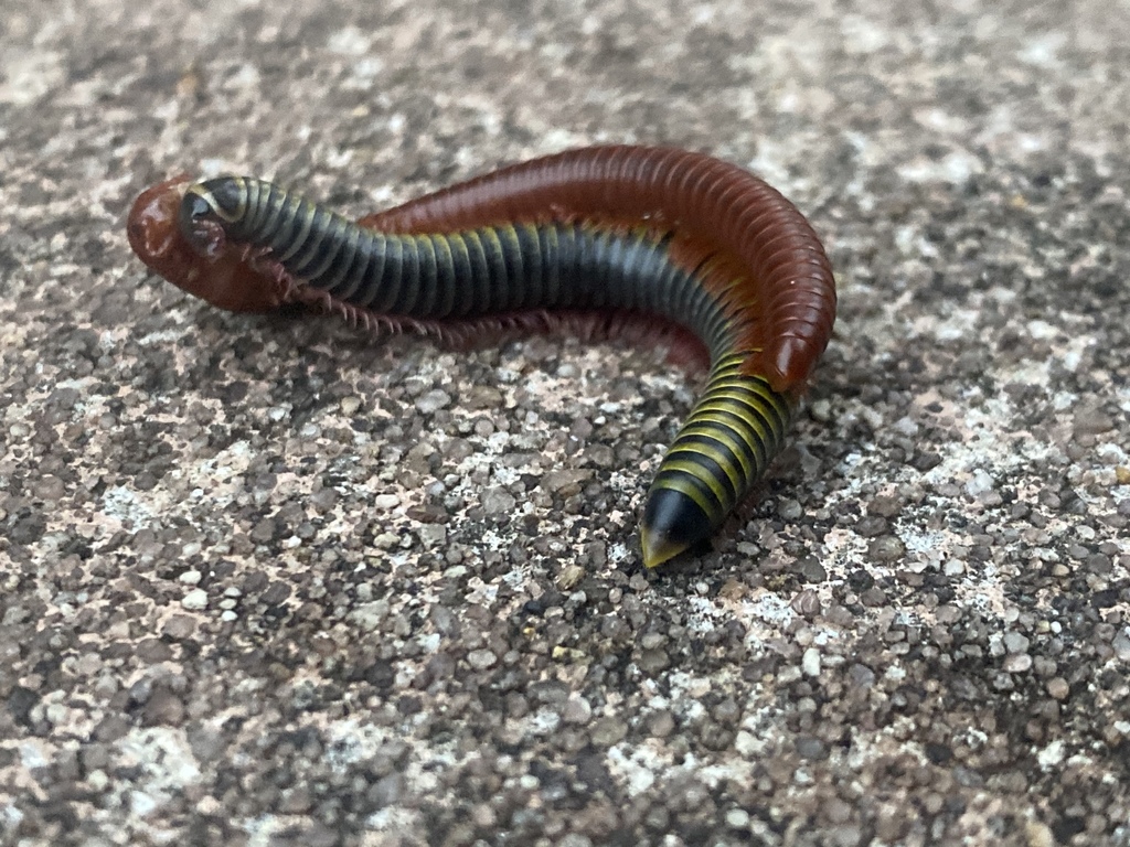 Bumblebee Millipede from Dinner Key, Coral Gables, FL, US on June 5 ...