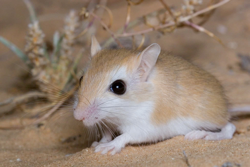 Flower's Gerbil in May 2020 by Ido Hofshteter Sebbag · iNaturalist