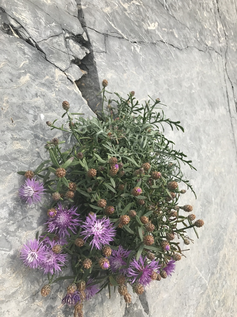 (Centaurea veneris) - Botanical Realm