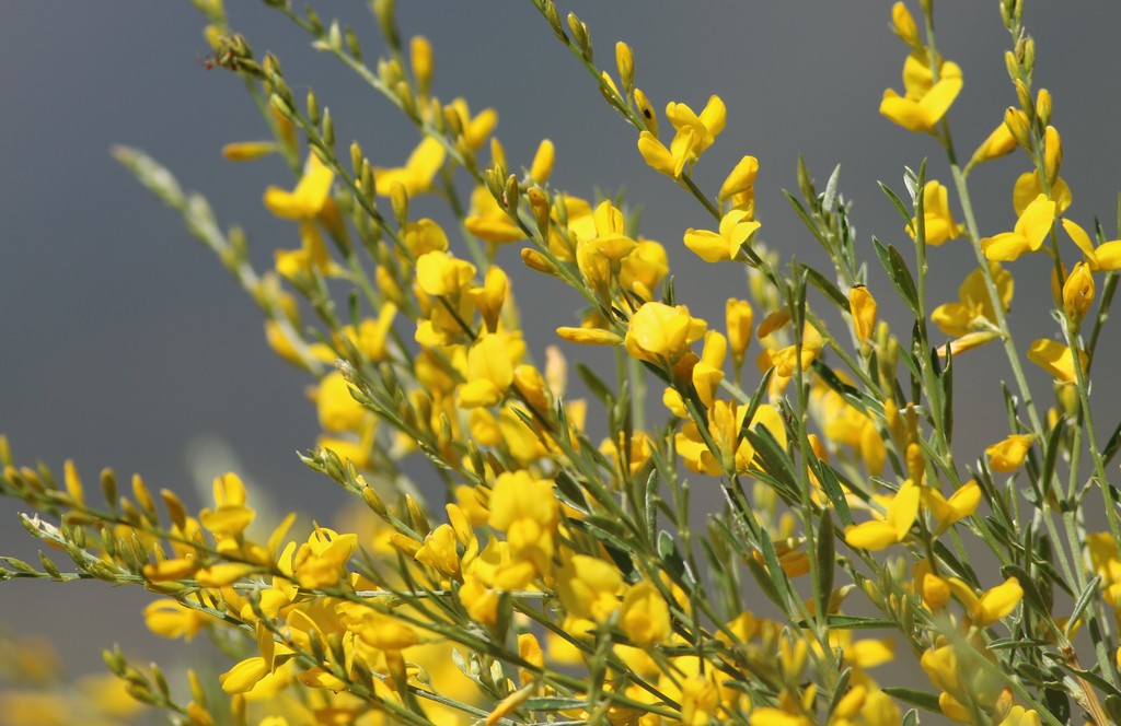 Floriferous Greenweed (Genista florida) - Botanical Realm