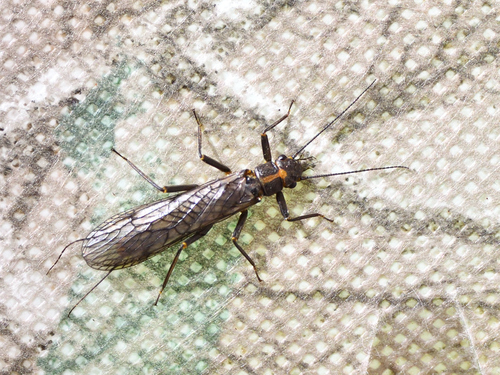 Olive Springfly (Isogenoides olivaceus) · iNaturalist