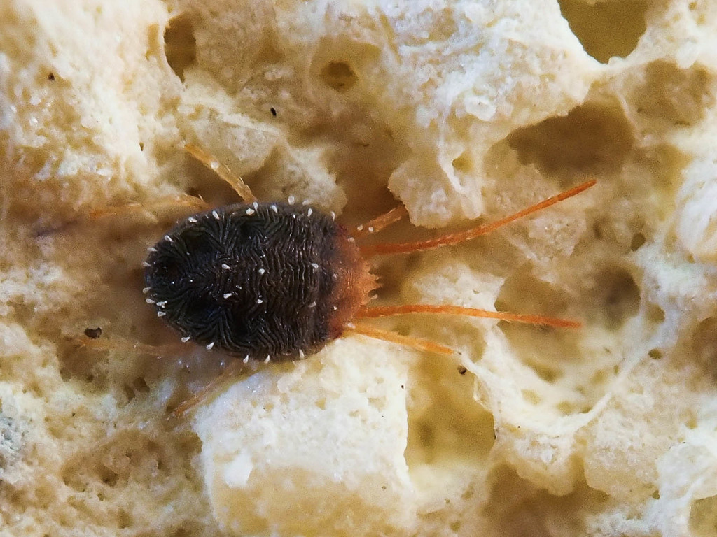 Bryobia (Spiders and mites of bogota) · NaturaLista Colombia