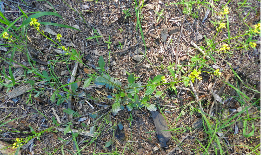 Brown Mustard from Sprig Lake, Hecker Pass on April 7, 2014 by c ...