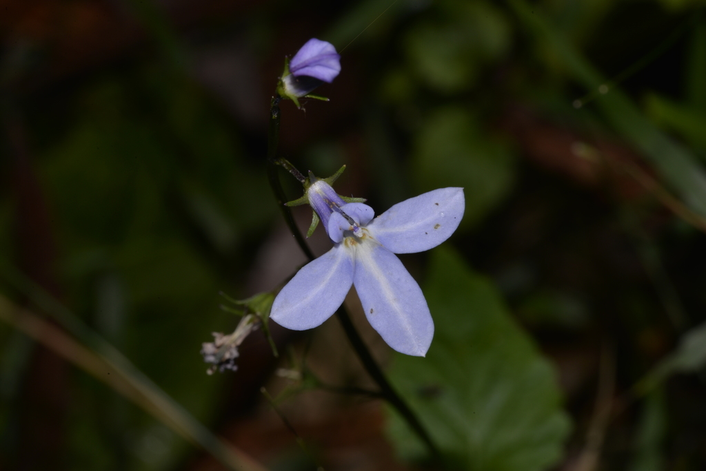 forest lobelia from Brierfield NSW 2454, Australia on June 7, 2020 at ...