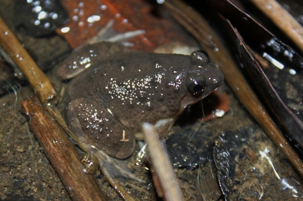 Round-tongued Floating Frog (Frogs of XTBG) · iNaturalist