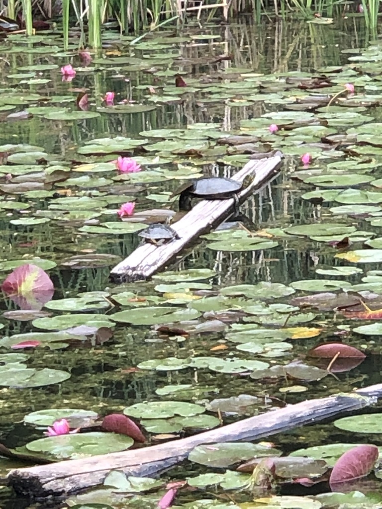Painted Turtle from Kathryn Albertson Park, Boise, ID, US on June 6 ...