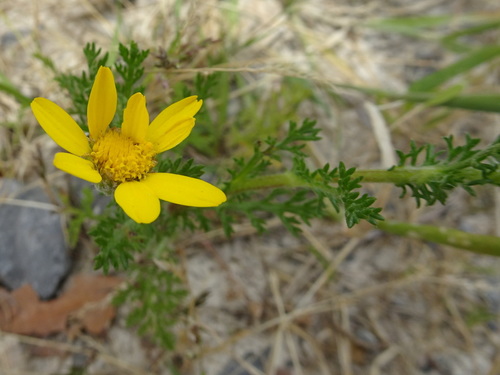 Anacyclus radiatus · iNaturalist