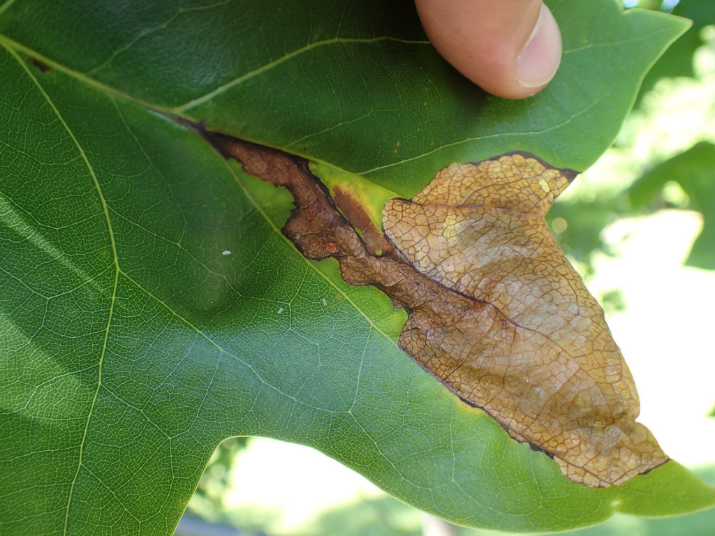 Yellow Poplar Weevil from Cedar Street, Asheville, NC on June 3, 2020 ...