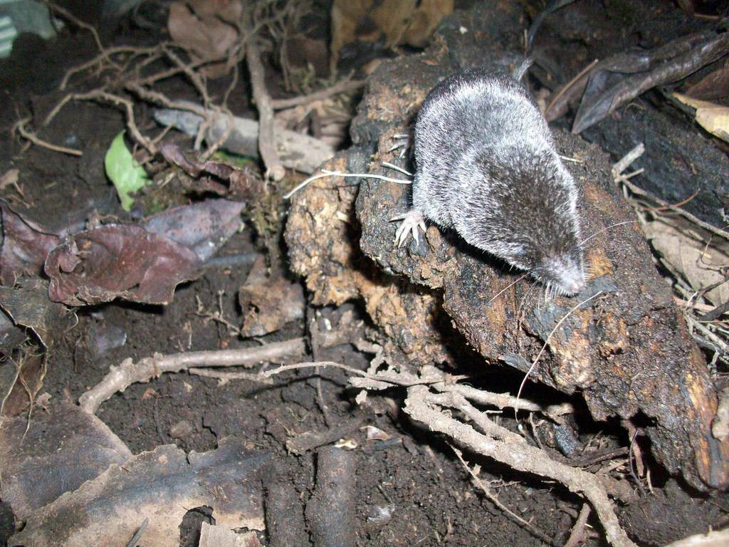Nelson's Small-eared Shrew from San Andres Tuxtla, Ver., Mexico on ...