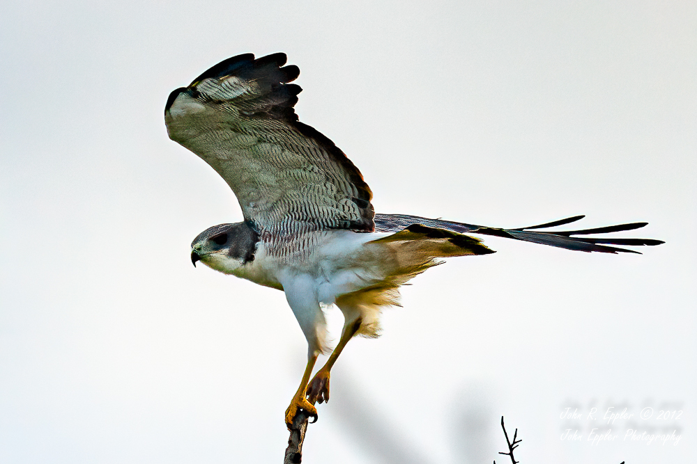 White-tailed Hawk from Aransas County, TX, USA on May 23, 2012 at 04:36 ...