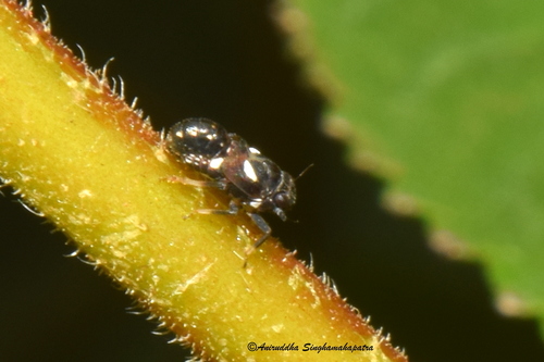 Date Bug (Asarcopus palmarum) · iNaturalist