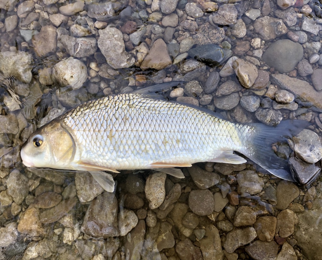 Quillback (Carpiodes cyprinus) - Marine Life Identification