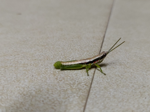Neorthacris acuticeps · iNaturalist