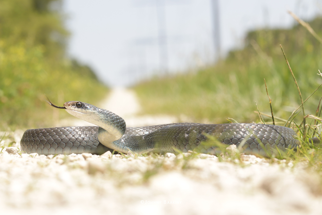 Blue Racer in June 2020 by Johnny Baakliny · iNaturalist