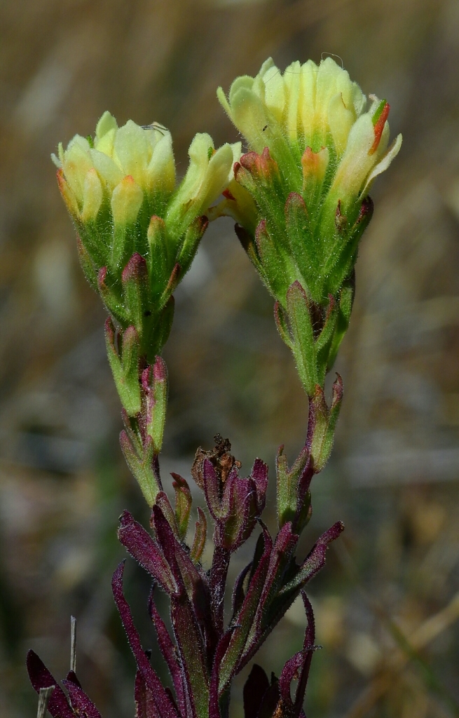 Tiburon paintbrush in June 2020 by David Greenberger · iNaturalist