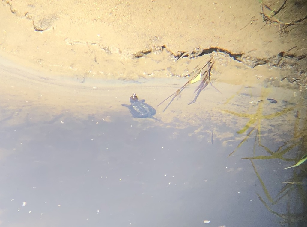 Common Snapping Turtle from Arden Hills, MN, USA on June 07, 2020 at 11 ...