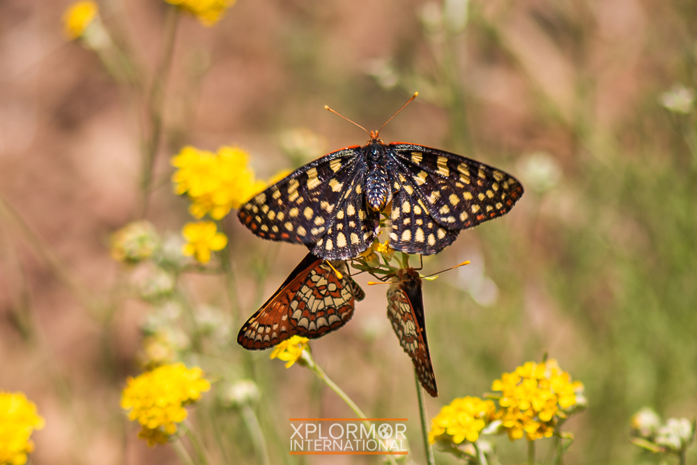Variable Checkerspot from Ventura County, CA, USA on May 14, 2020 at 01 ...