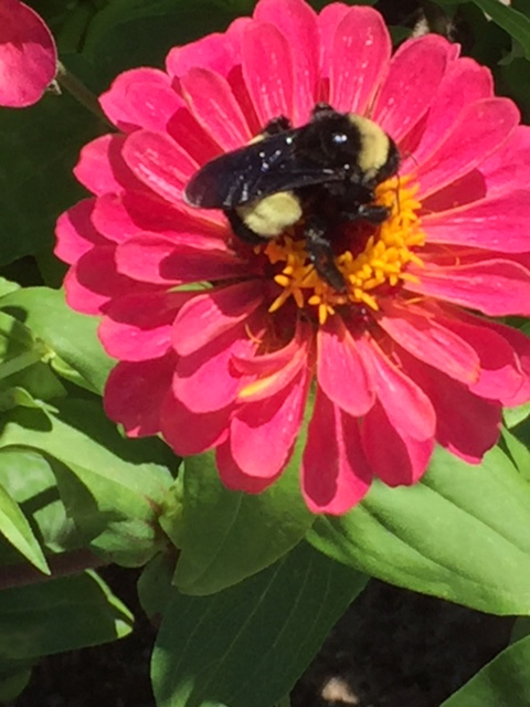 American Bumble Bee from green cove springs, fl on May 01, 2020 at 12: ...