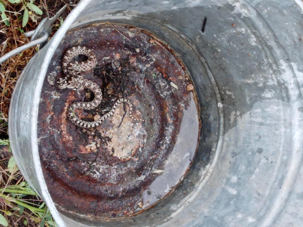 Gopher Snake from Boise County, ID, USA on June 6, 2020 at 01:12 PM by ...