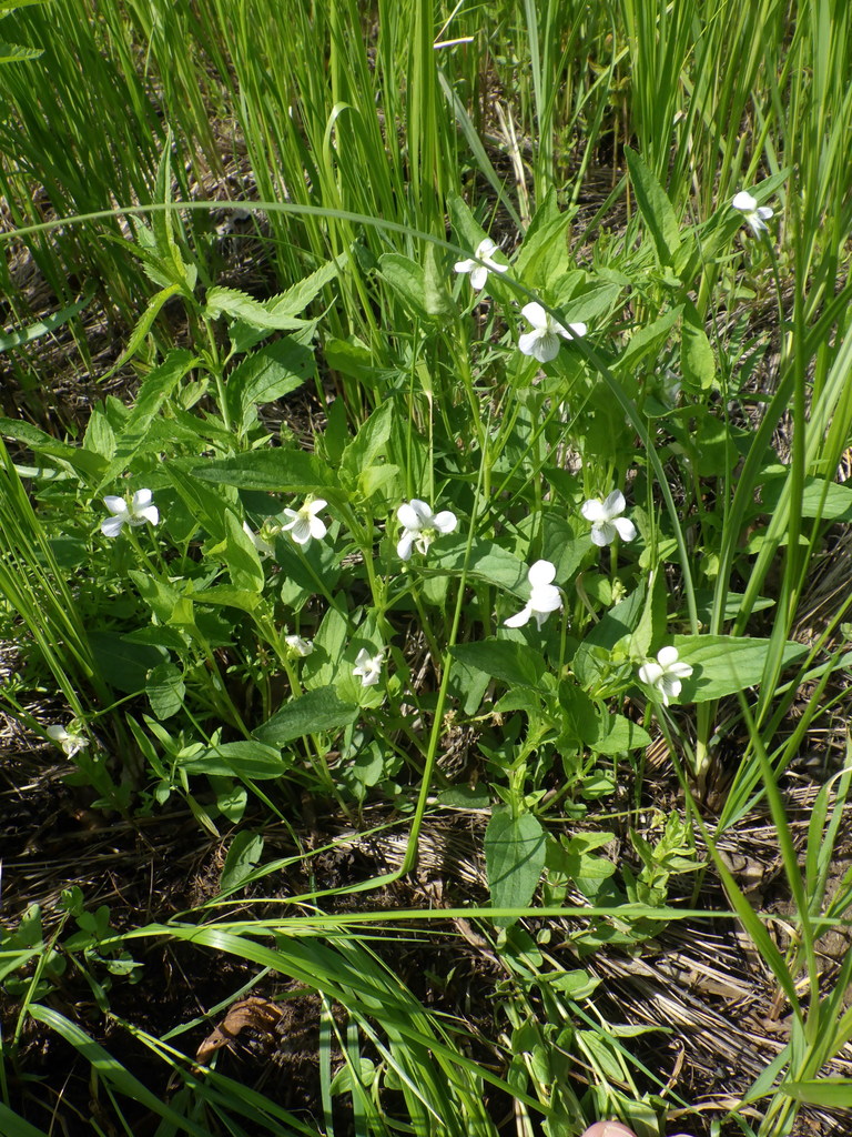 fen violet from Володарский р-н, Брянск, Брянская обл., Россия on June ...