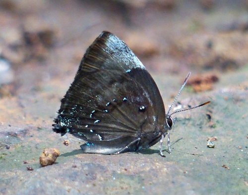 Paraspiculatus vossoroca · iNaturalist