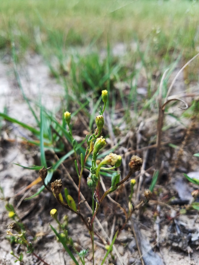 Texas Prairie Dawn in April 2017 by Eric Keith. Saline slick in ...