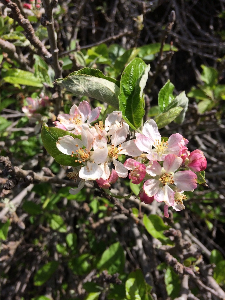 apple from Los Angeles County, US-CA, US on May 11, 2017 at 03:39 PM by ...