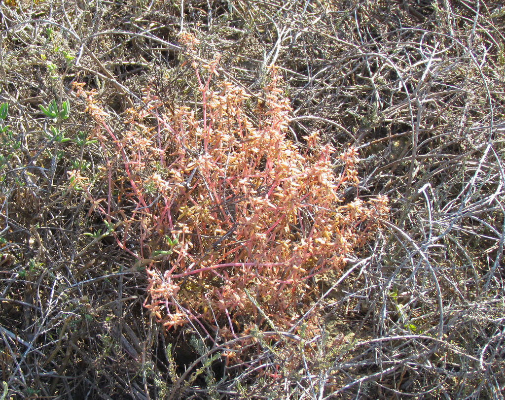 Common Fine Stonecrop from Colchester, 6001, South Africa on June 6 ...