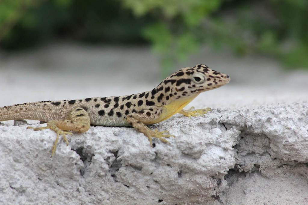 #DidYouAnole - Anolis sabanus - Anole Annals