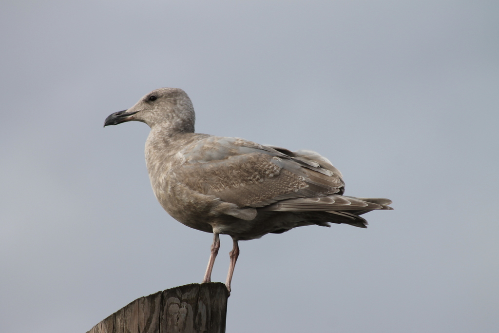 glaucous-winged gull (Birds of the Alameda Shoreline ) · iNaturalist